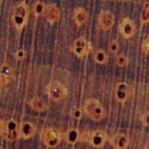 Madeira Cedro Rosa: preço, detalhes e características