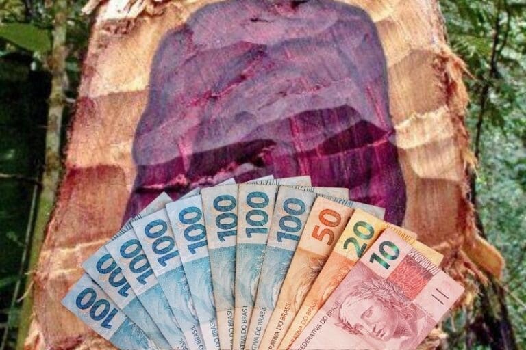 Madeira Roxinho: preços e vantagens dessa madeira de cor única