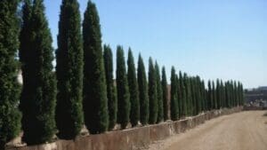 Tipos de Cipreste: conheça espécies, habitat e simbologia