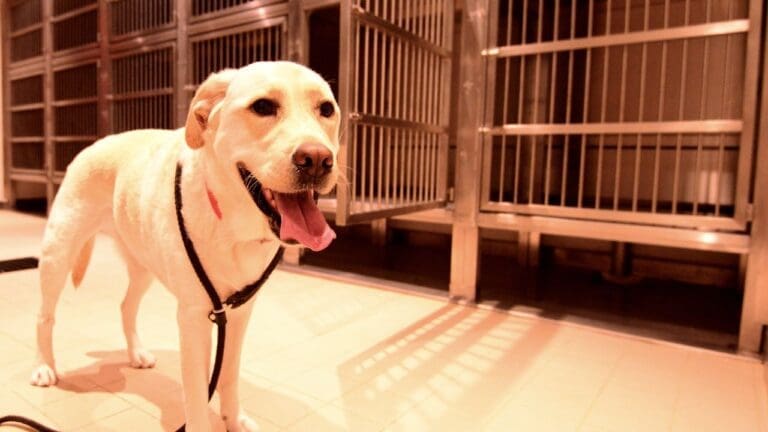 Modelos de canil para cachorro: preços, tipos e +30 canis!